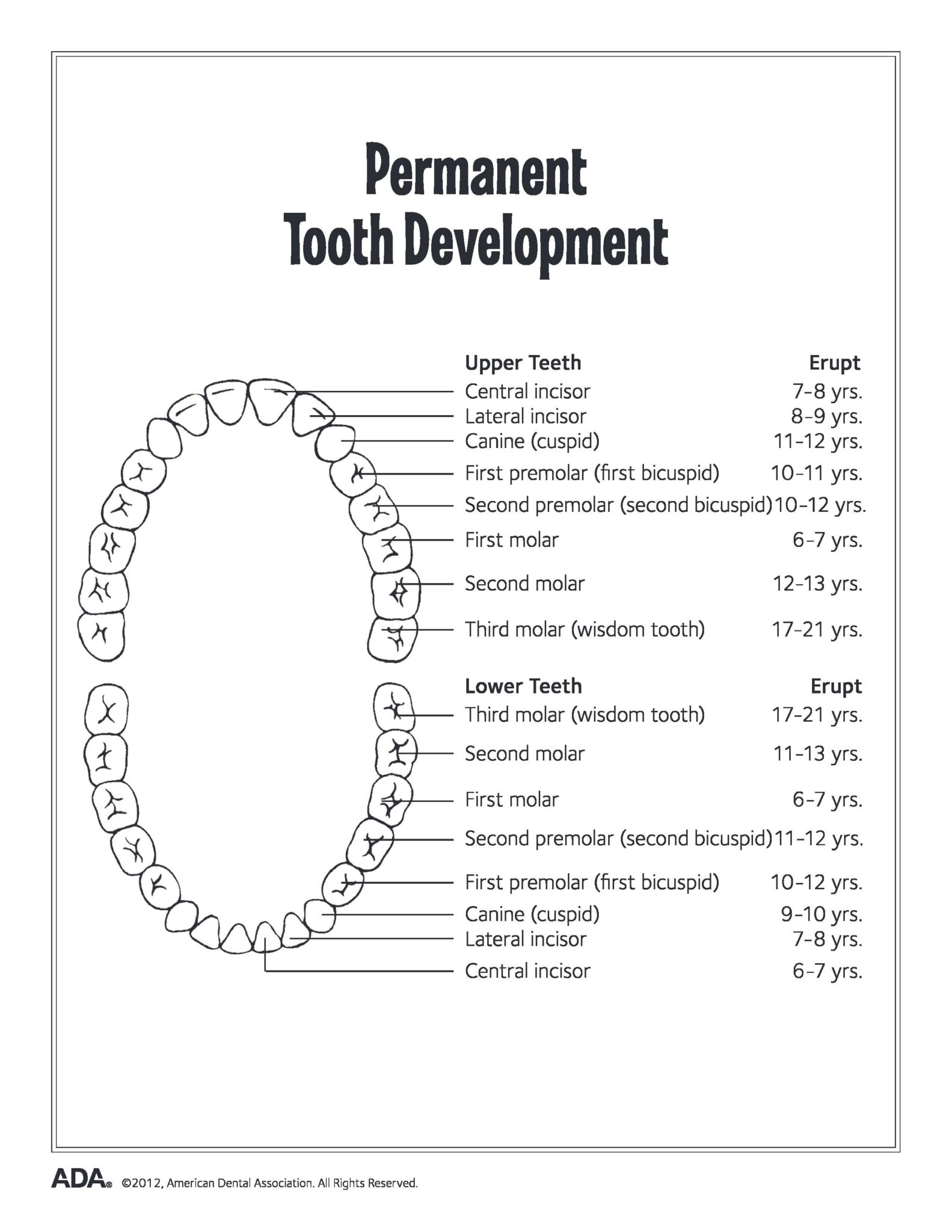 About Teeth - Katahdin Pediatric Dentistry