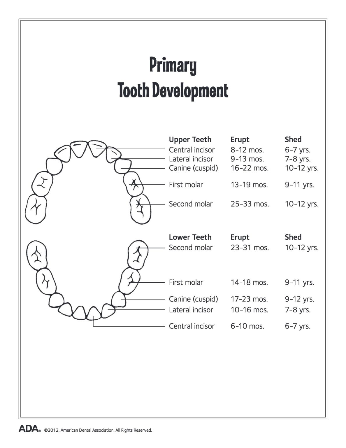 About Teeth - Katahdin Pediatric Dentistry