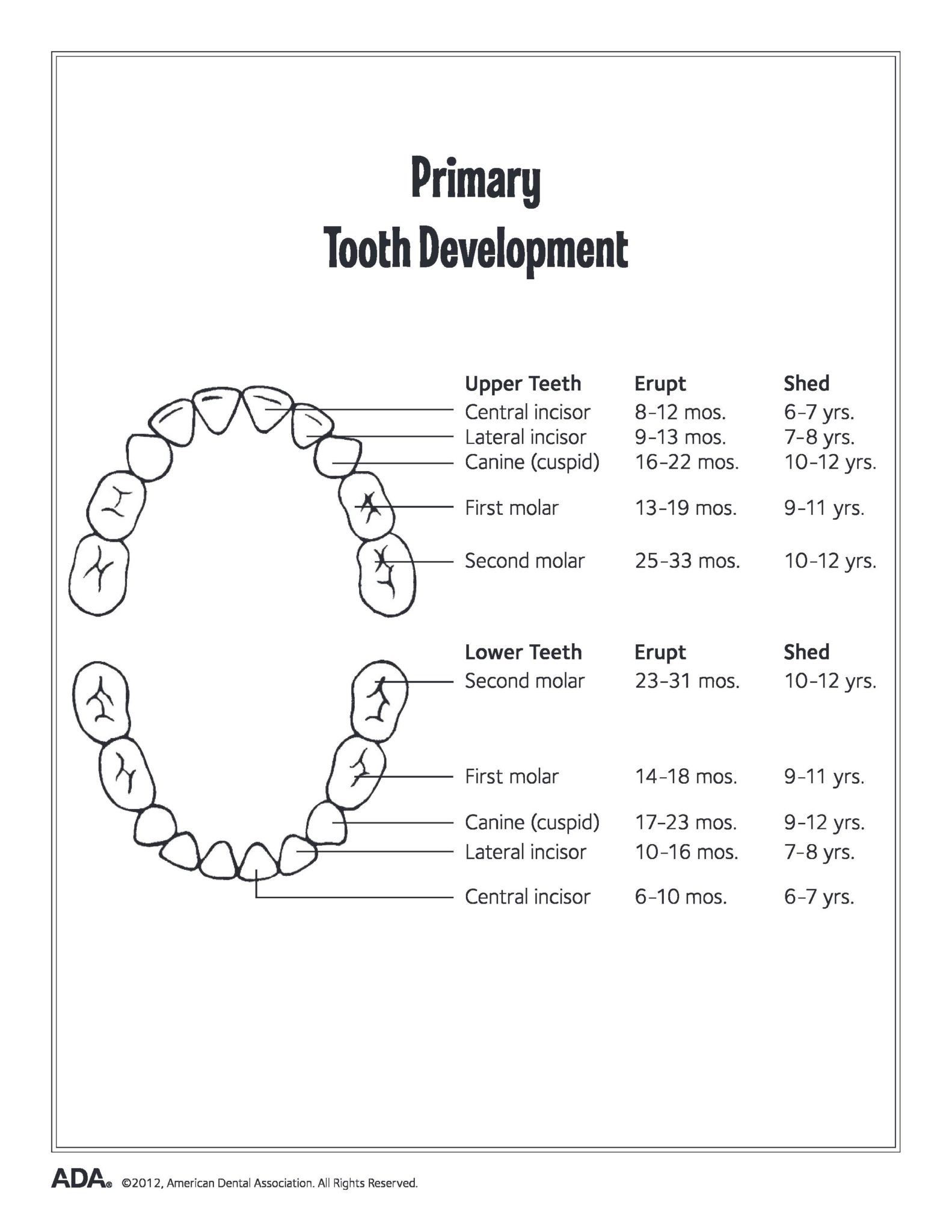 About Teeth - Katahdin Pediatric Dentistry